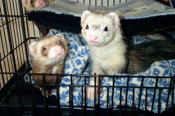 Ferret Lifespan- How Long Do Pet Ferrets Live - Tikitavi Ferrets