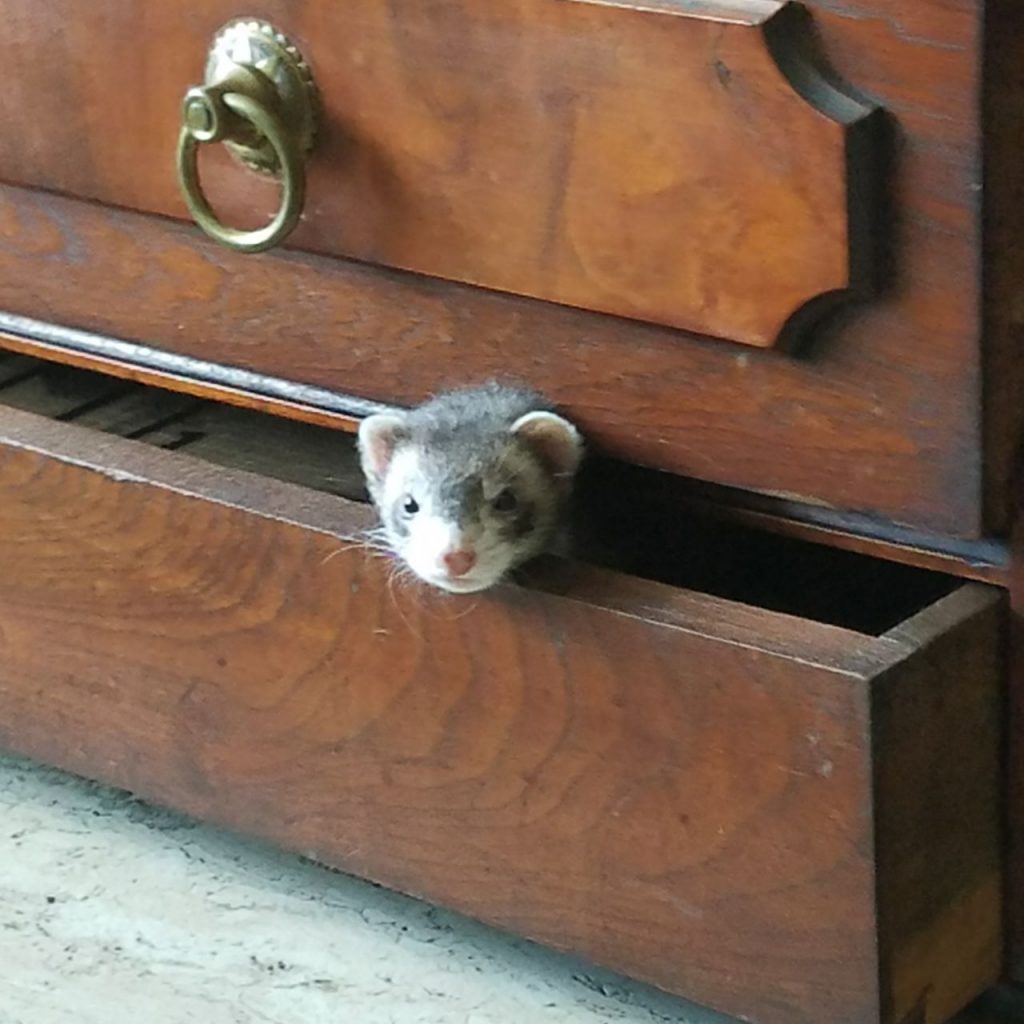 Getting Active With Your Ferret - Tikitavi Ferrets