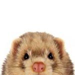 Getting Active With Your Ferret - Tikitavi Ferrets