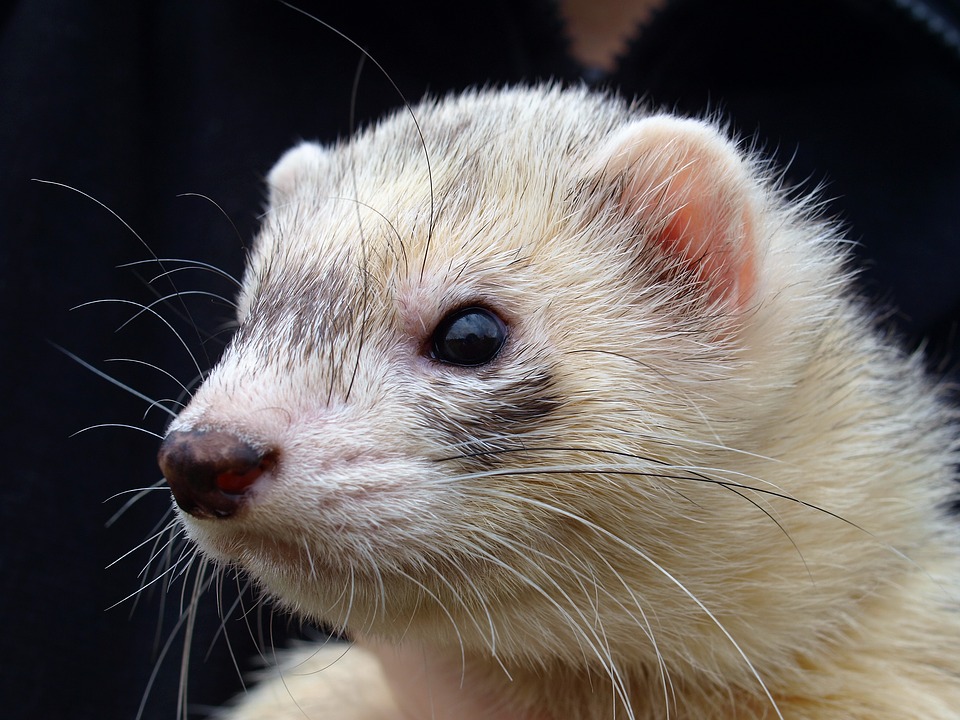 Why Does Ferret Fur Turn Yellow? - Tikitavi Ferrets