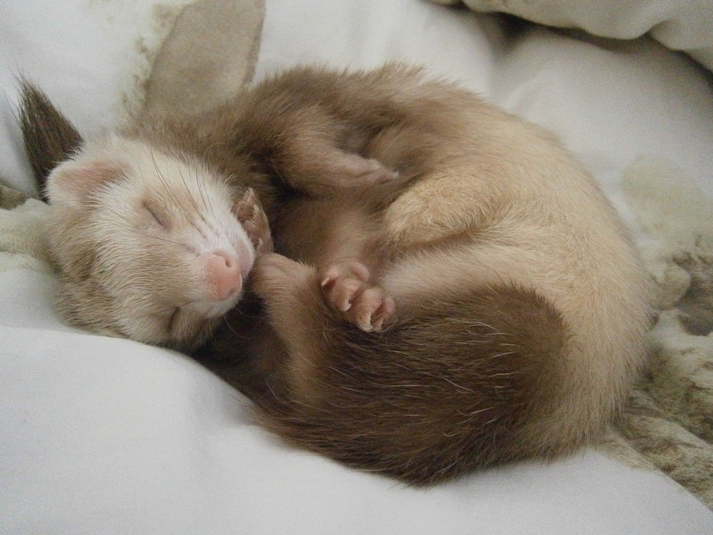 How to Control Loose Stools in Young Ferrets: Diet, Hydration, and ...